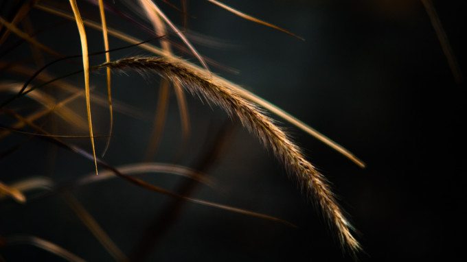 Bend like a reed - Books That Can Change Your Life